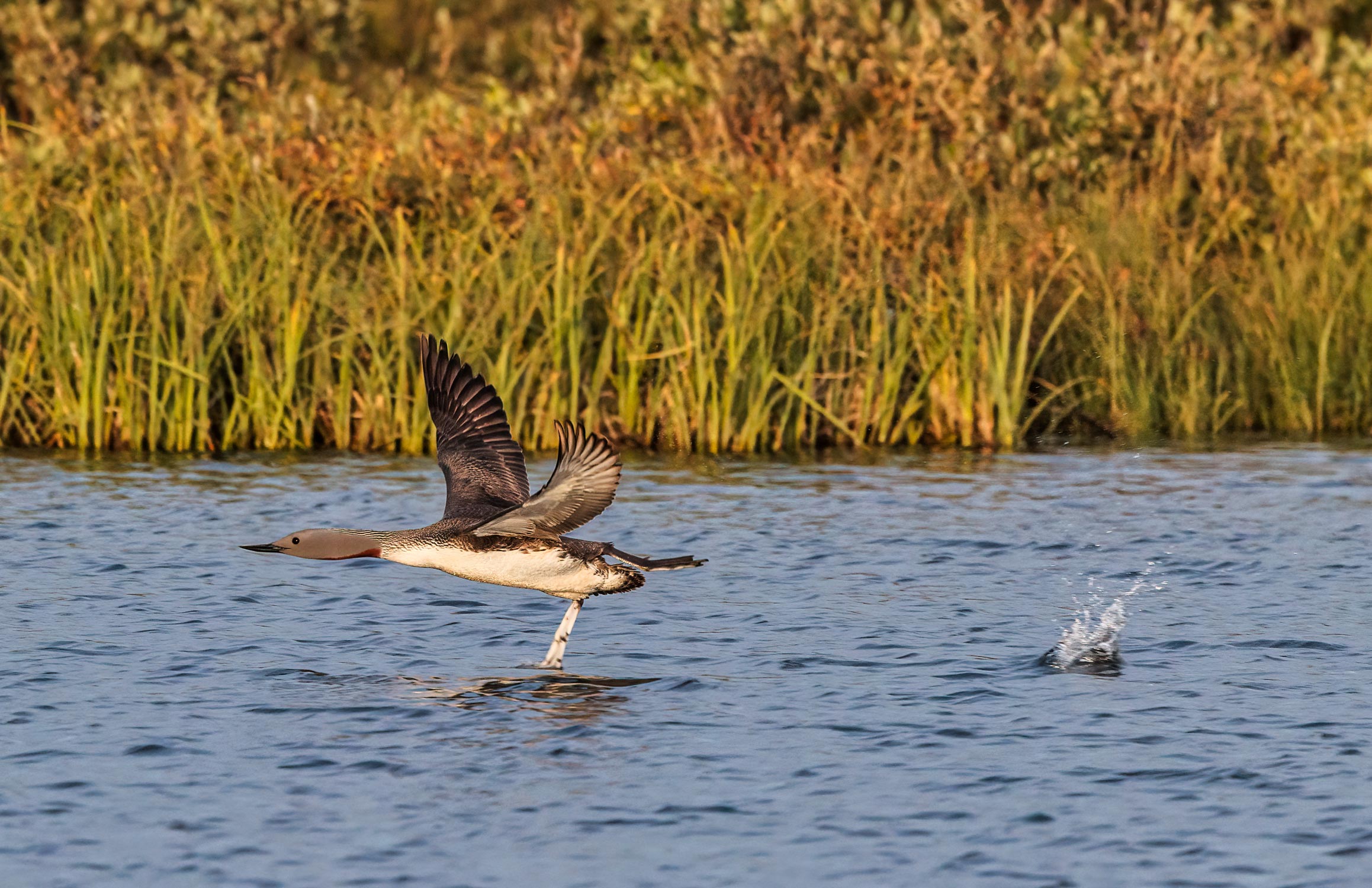 Birds/Animals – Thru My Lens